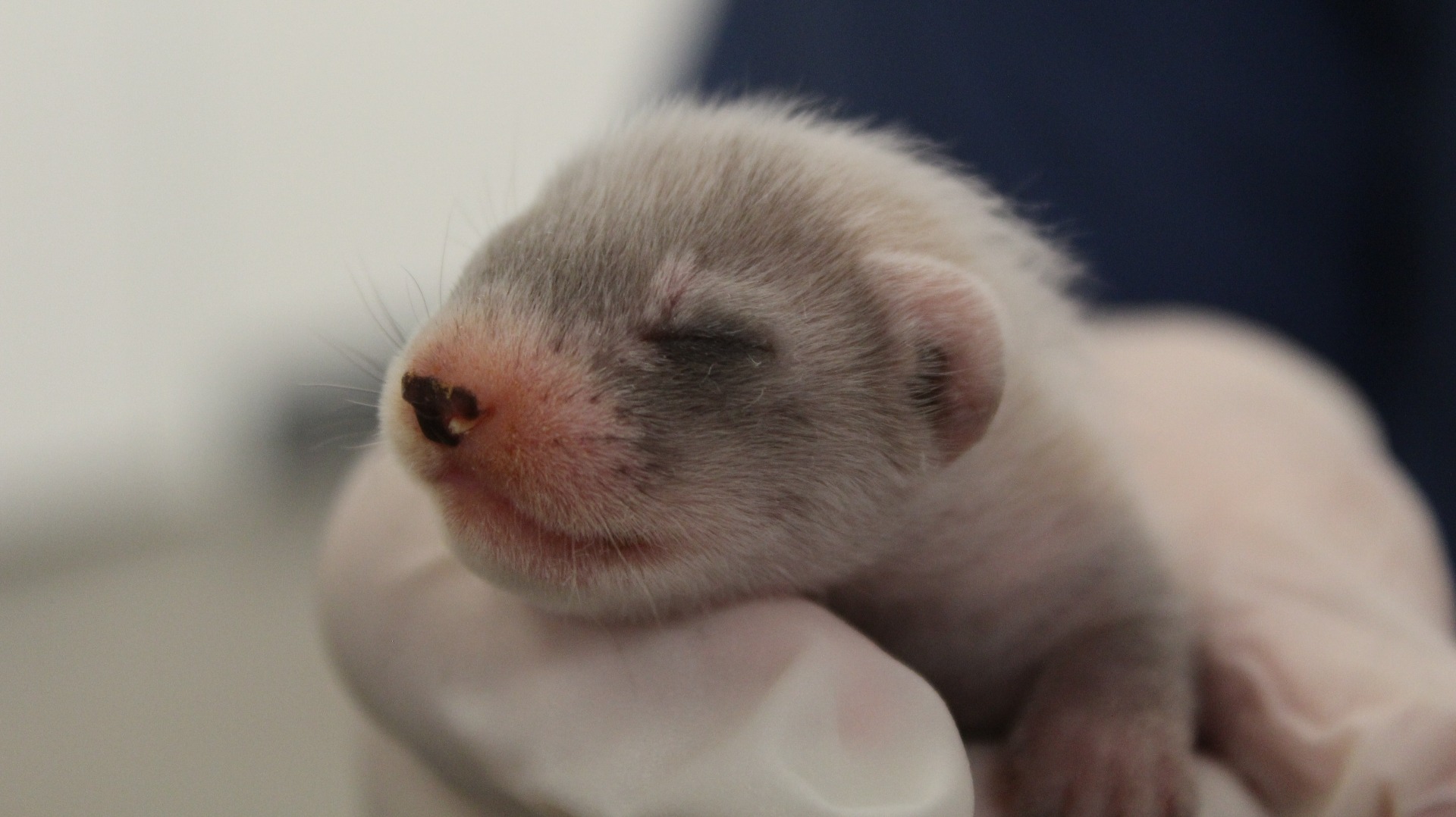 Cute Baby Ferret