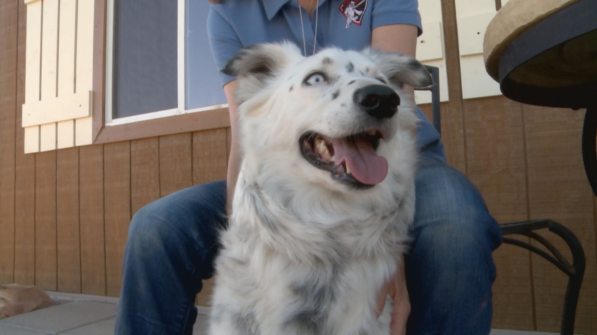 Rescue dogs trained to help rescue people | 12news.com