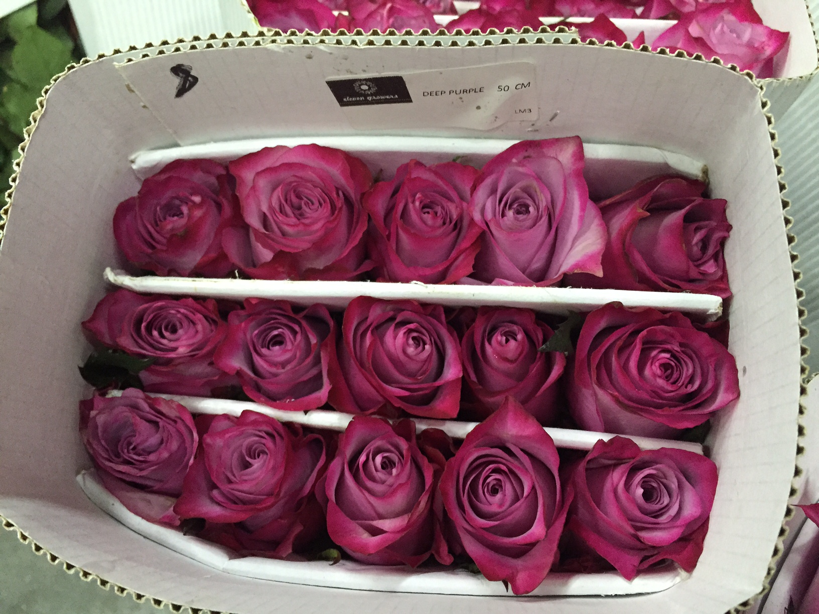 Beyond red: 5 popular rose trends | 12news.com