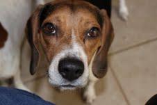 AZ Beagle Rescue hopes breed win will create demand | 12news.com