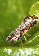 Killer bug causes citrus quarantine in Arizona | 12news.com