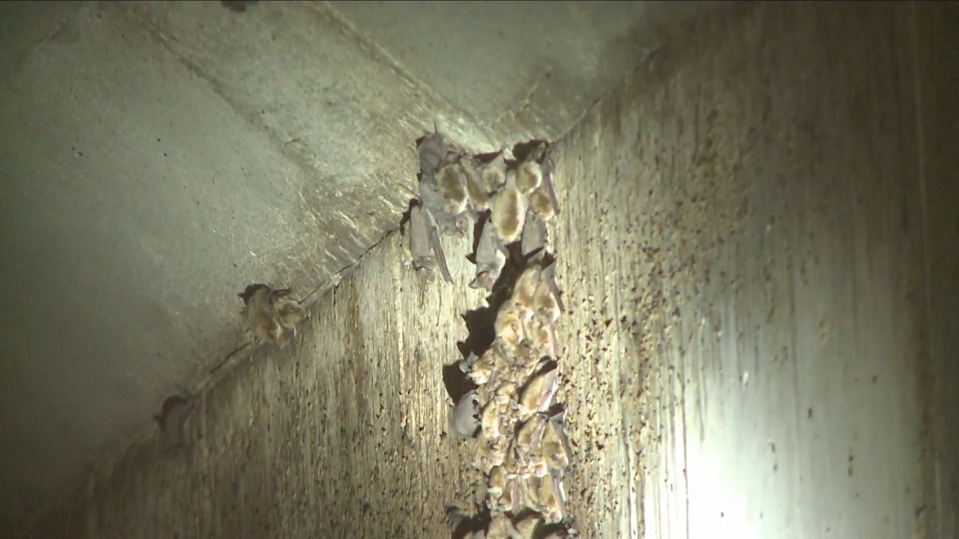 Contractors restore London Bridge, protect bats | 12news.com