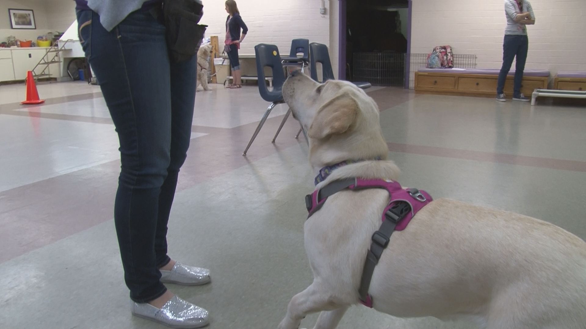 Fake service dogs becoming a problem | 12news.com