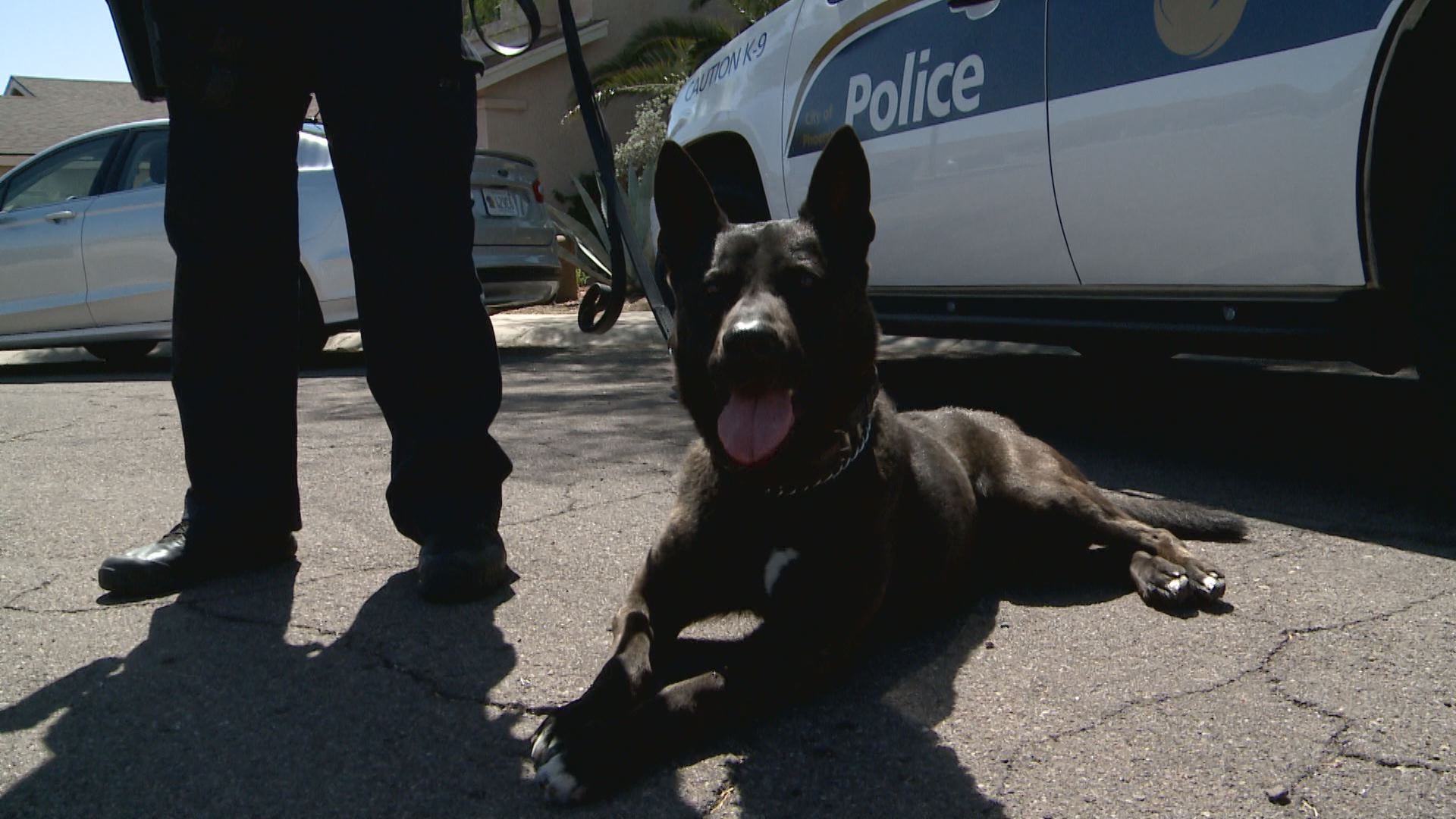 Local non-profit helping Phoenix K9 units | 12news.com