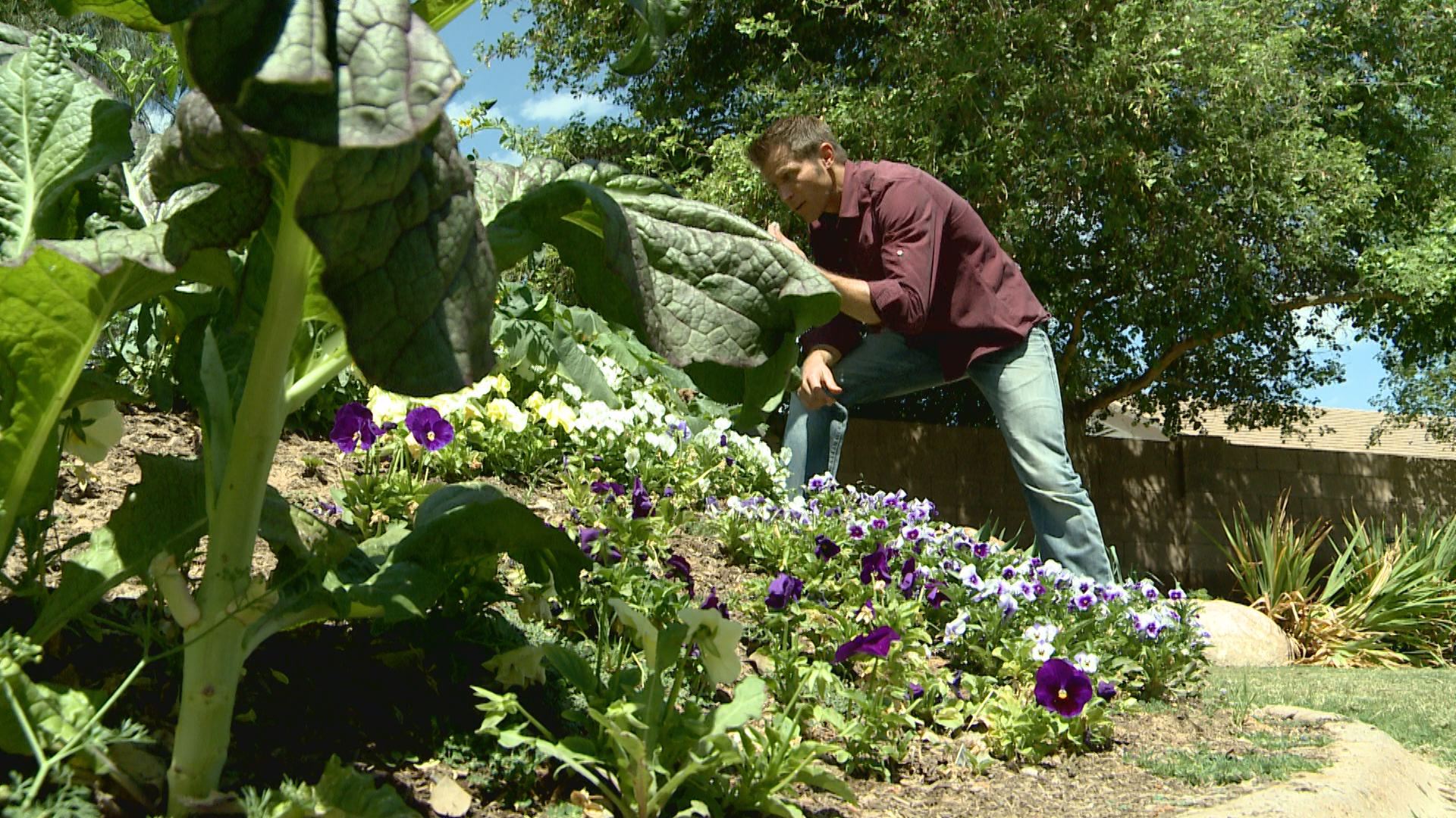 Gilbert company turns gardens into beautiful landscapes | 12news.com