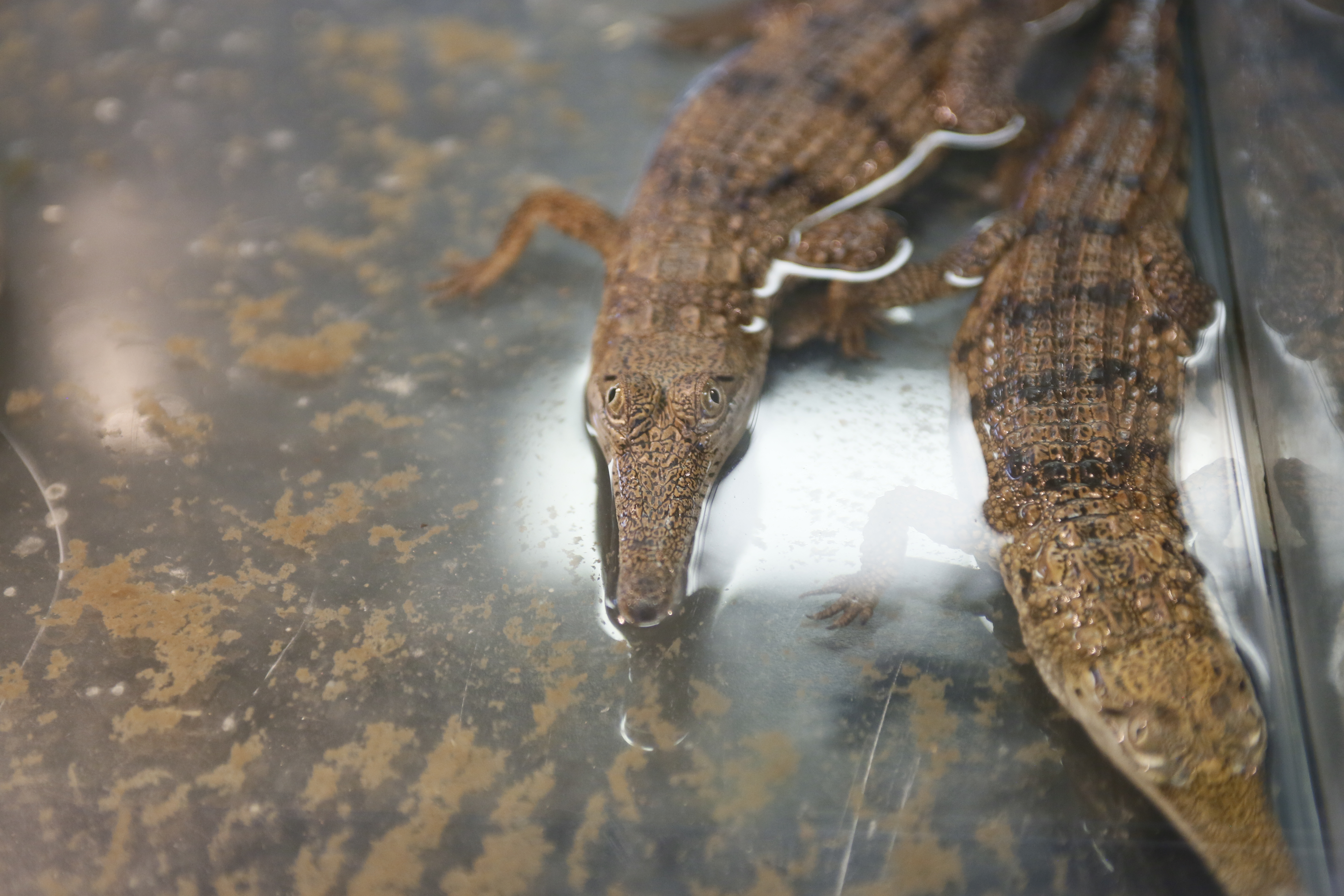 Meet alligators and crocodiles up close this weekend in Phoenix ...