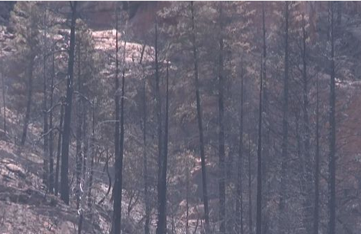 Oak Creek Canyon recovering 1 year after Slide Fire | 12news.com