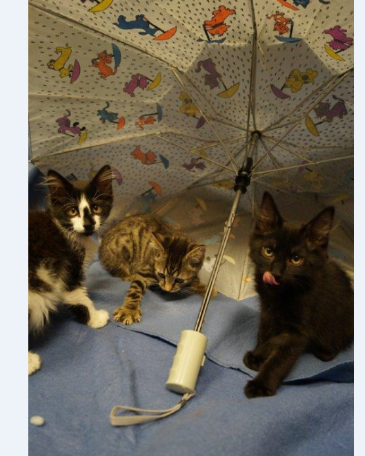 More than 1,000 kittens need good homes | 12news.com