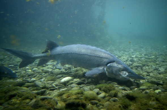 Girl killed after being struck by jumping sturgeon | 12news.com