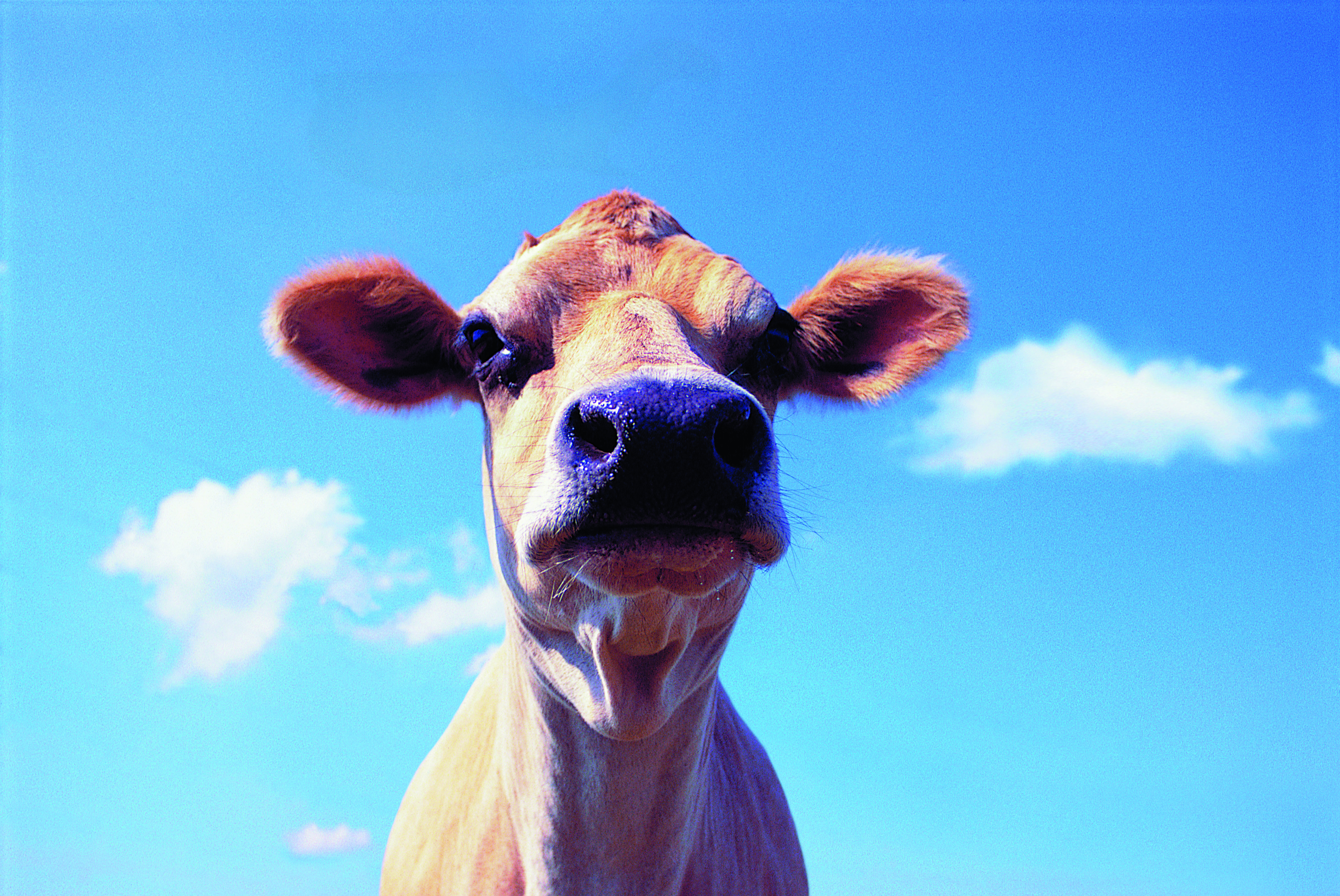 12 things you didn't know about cows | 12news.com