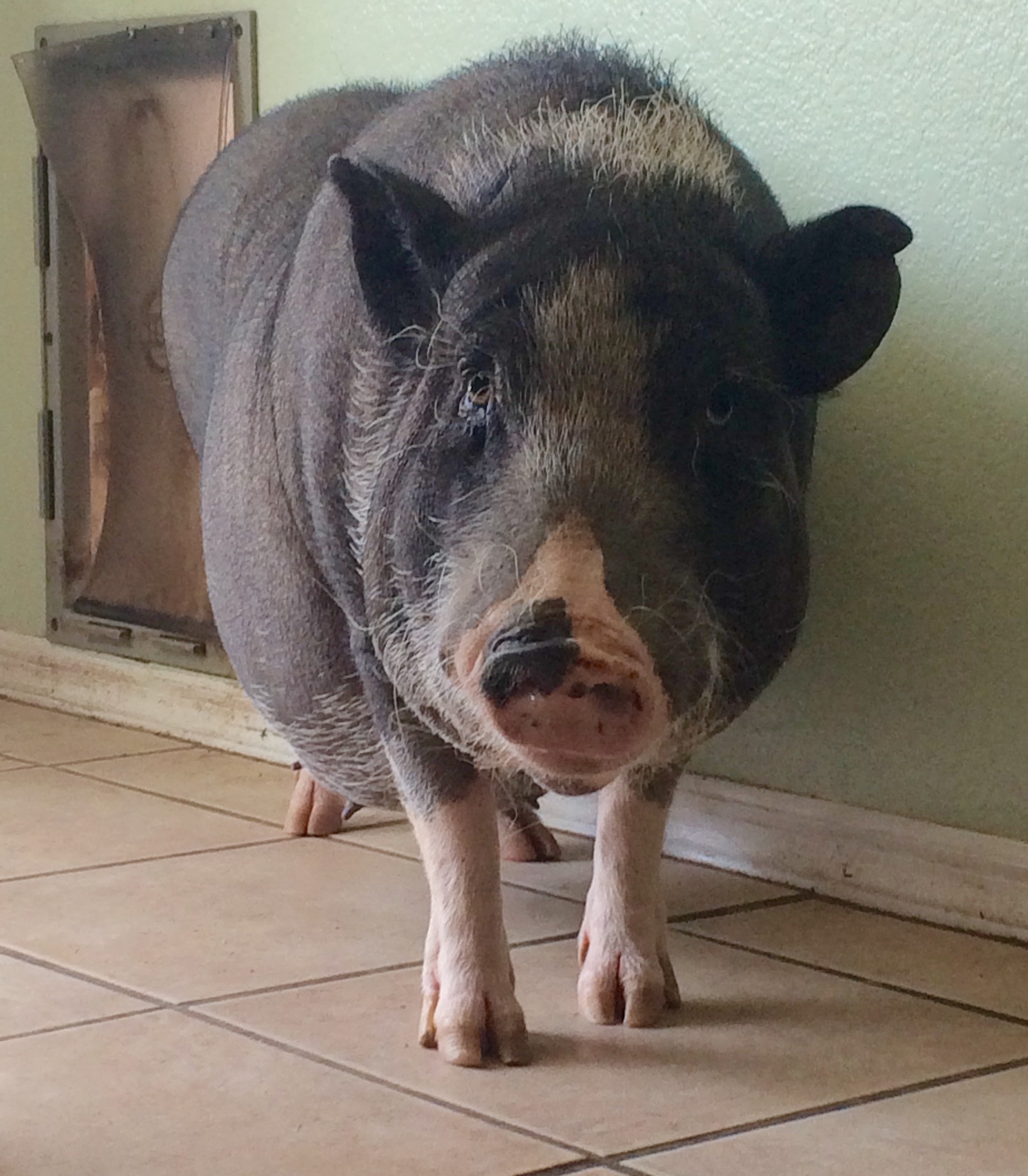 City of Chandler: Pet pig that helps boy with Asperger's has to go ...