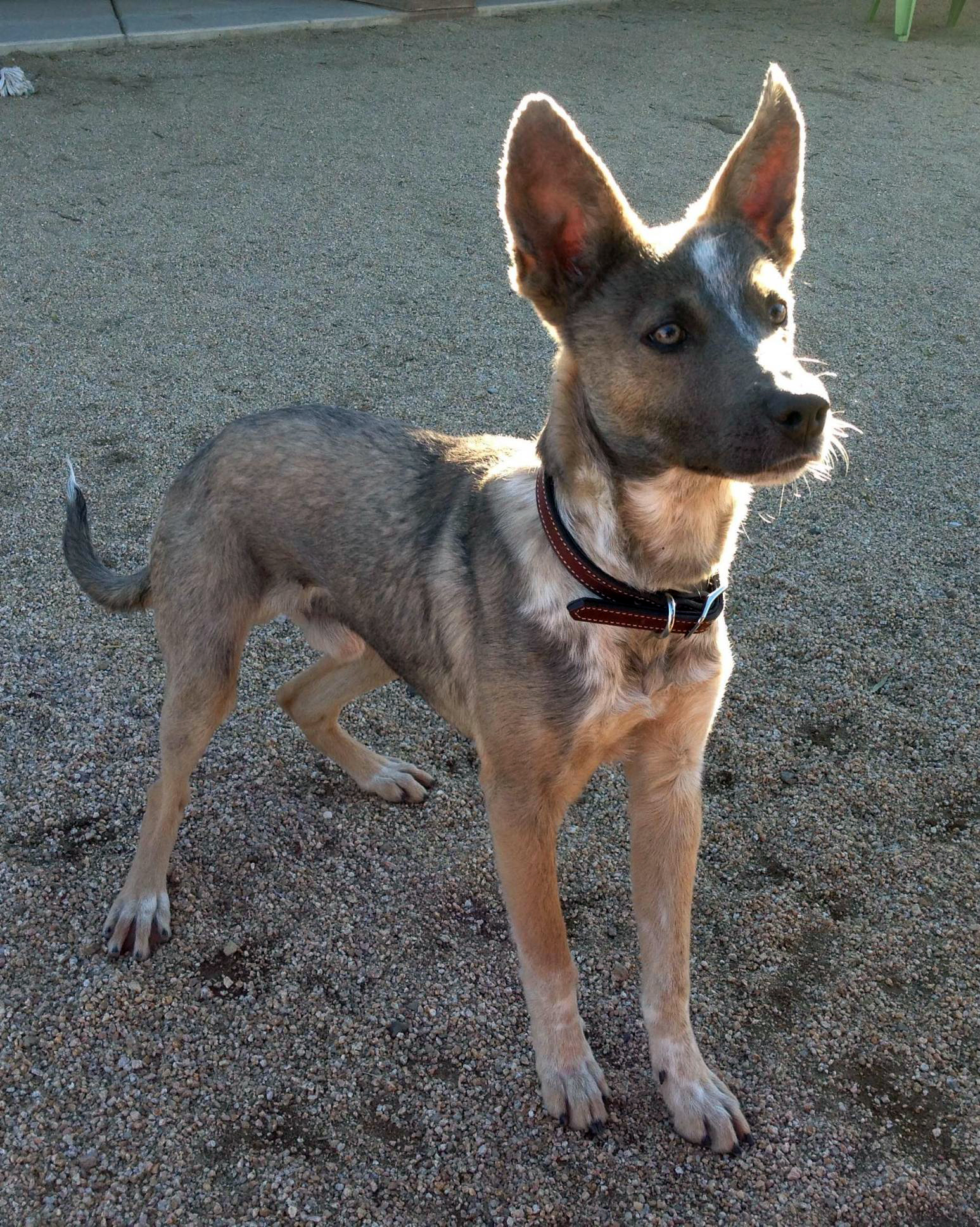 Discarded dog gets second chance | 12news.com