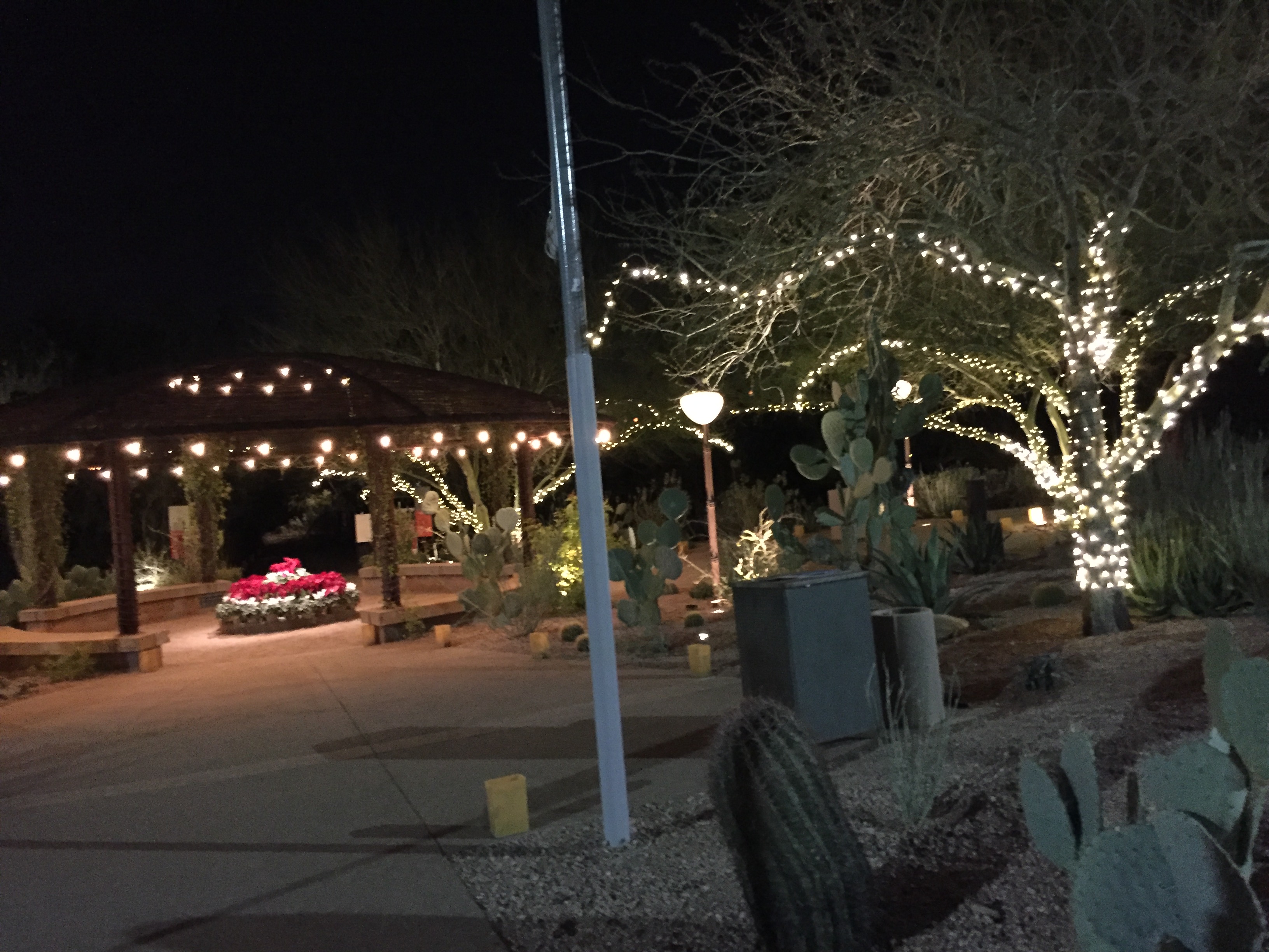 Light Show Botanical Garden Phoenix