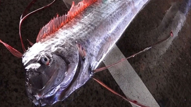 CAPTURED ALIVE: Fishermen discover rare, giant oarfish off the coasts ...