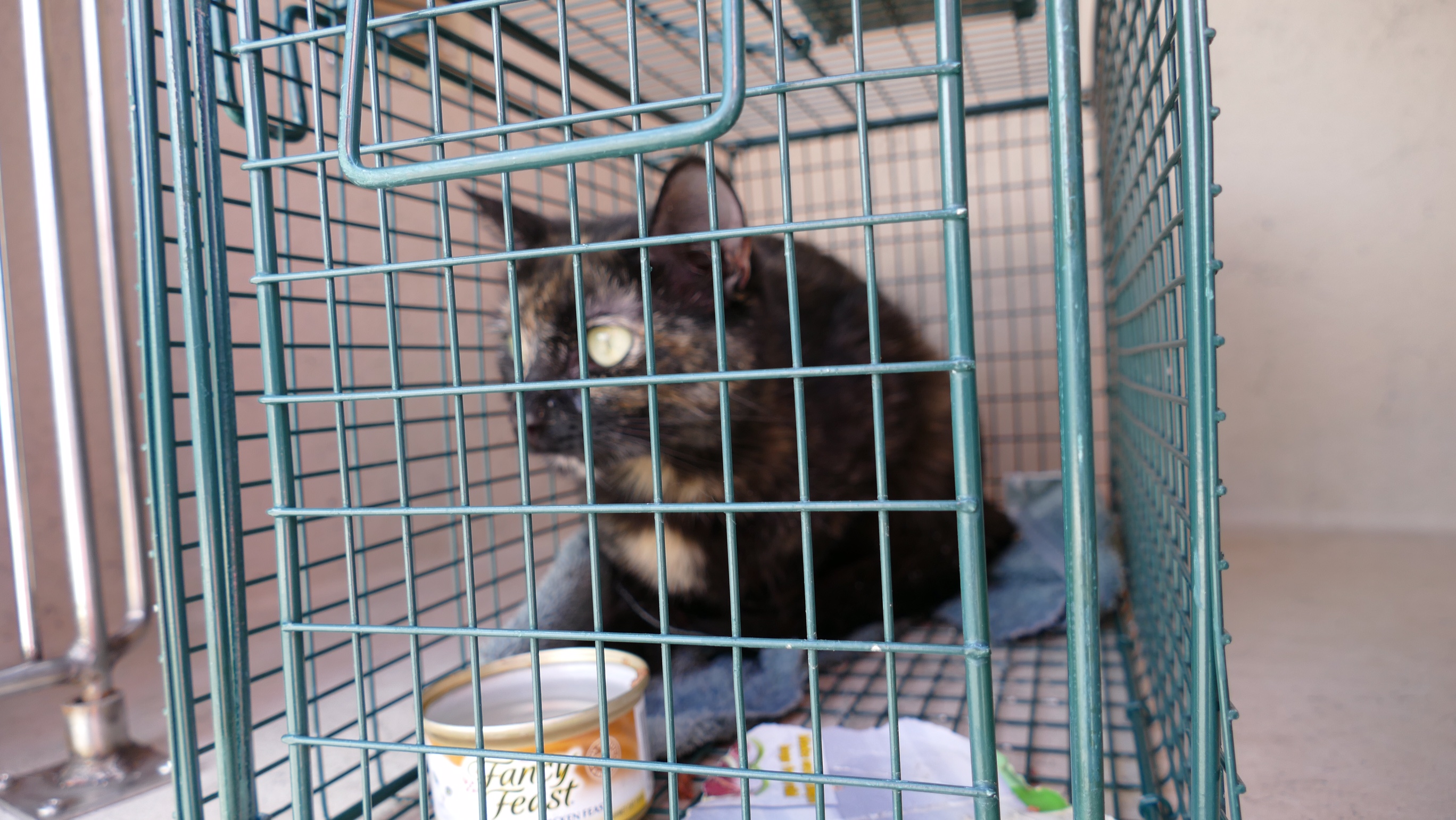 Phoenix Fire Department rescues cat stuck in tree | 12news.com