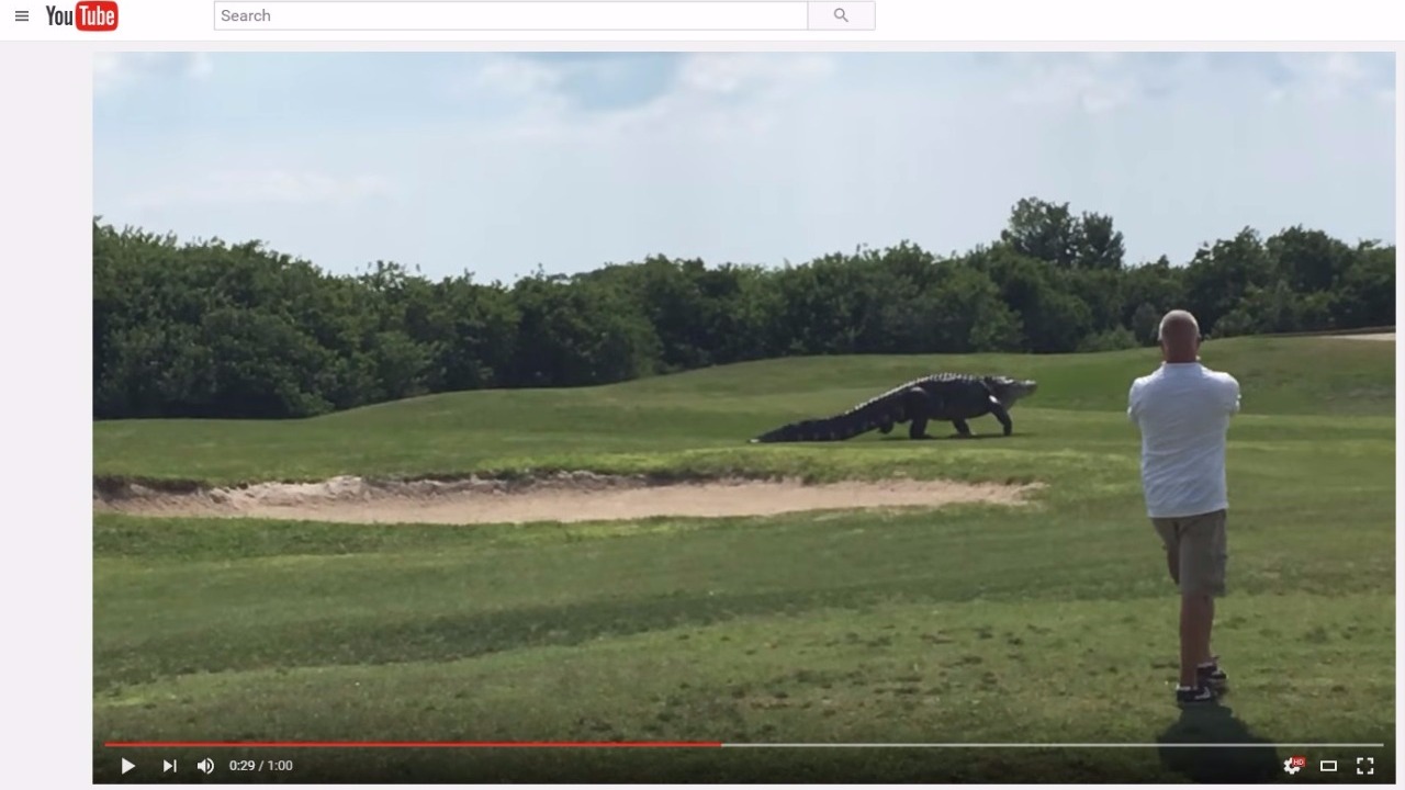 Massive alligator takes a stroll through a golf course and straight to ...