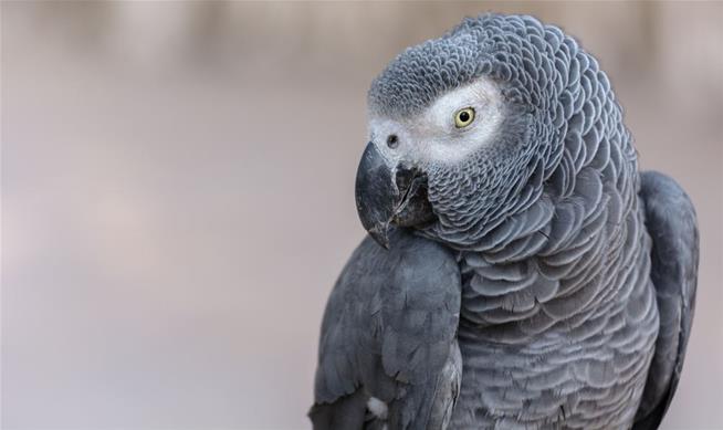 Family says parrot is key witness in man's murder | 12news.com