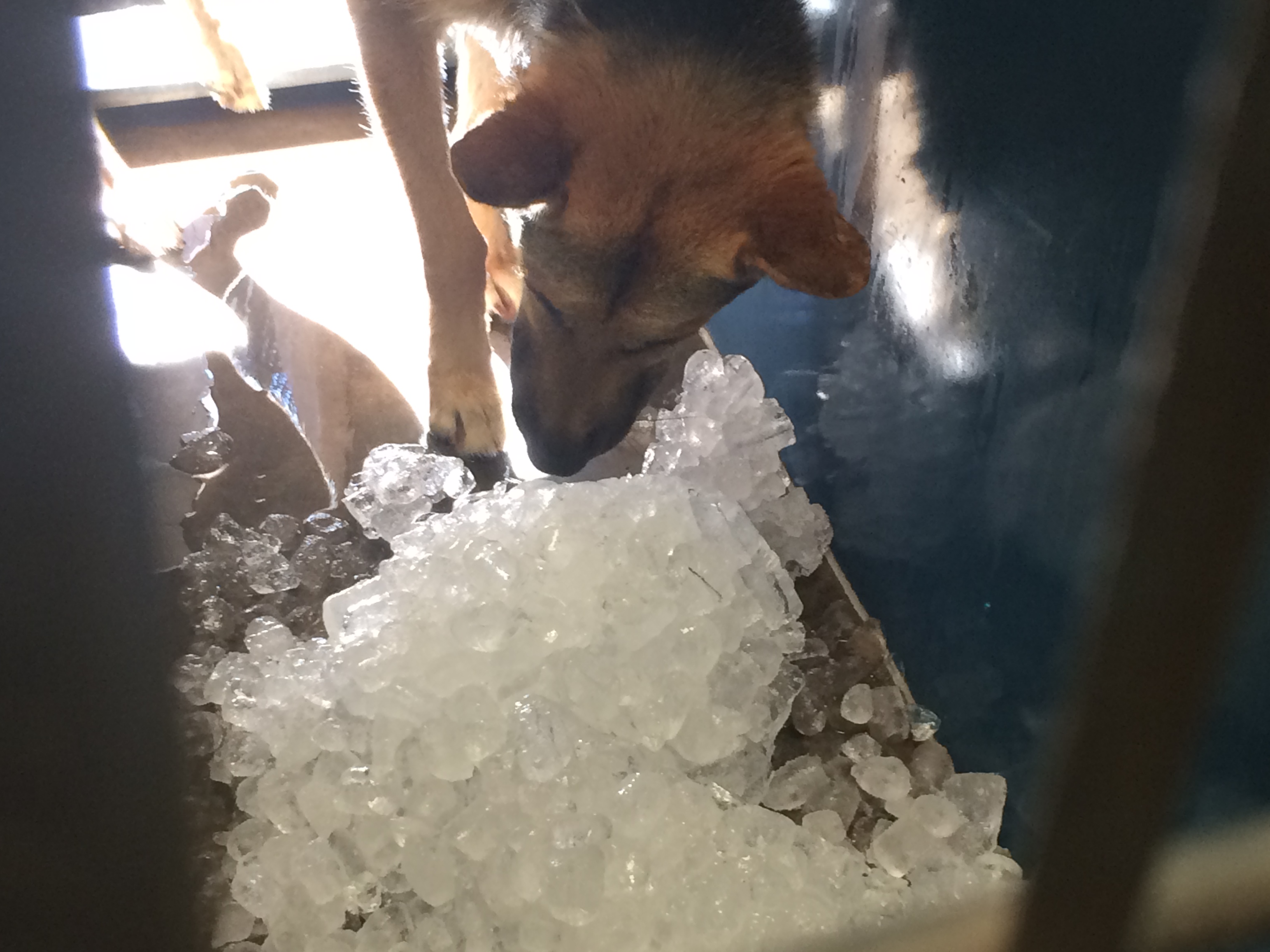 Valley shelter dogs cool off with ice | 12news.com