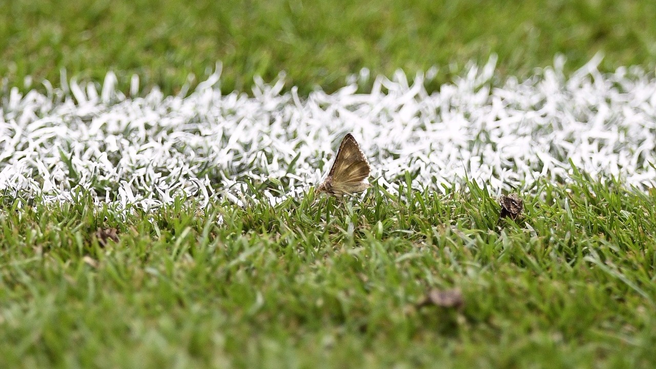 Euro 2016 Final invaded by swarms of moths | 12news.com