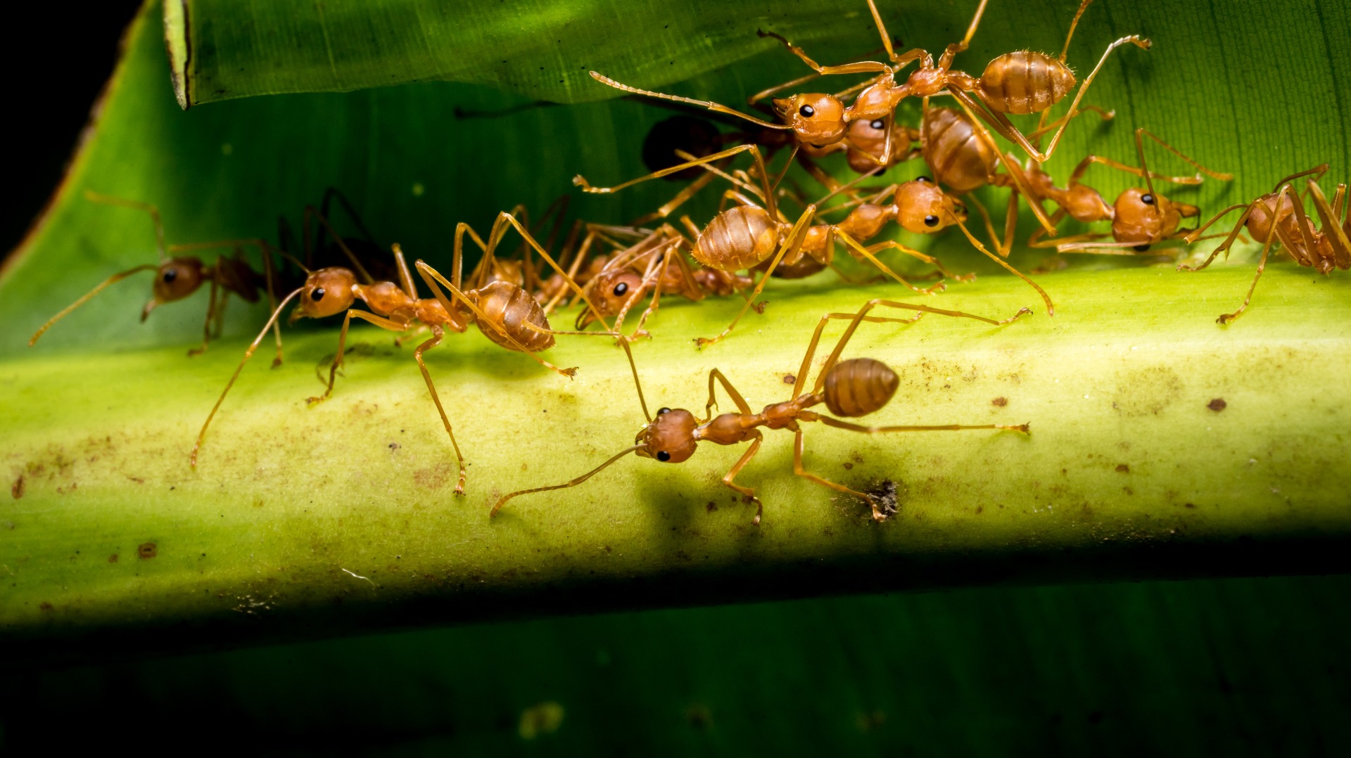 Viral petition seeks hot new name for fire ants | 12news.com