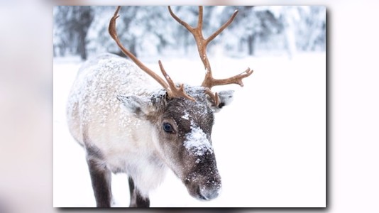 More than 300 reindeer killed by lightning in Norway | 12news.com