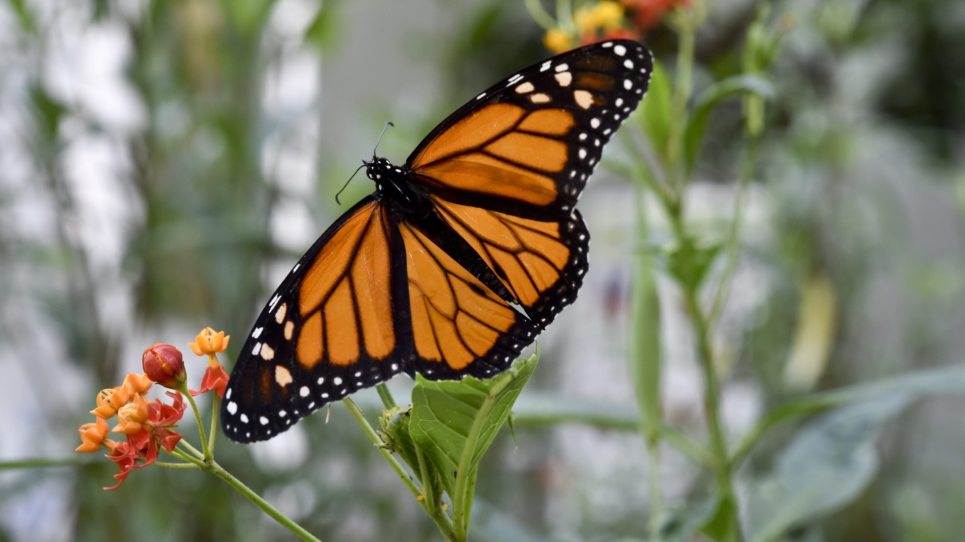 Waystations for monarch butterflies planned at Arizona parks | 12news.com
