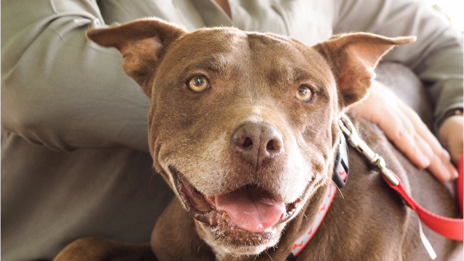 MCACC offering $20 adoptions to help 800 dogs, cats find homes for the ...