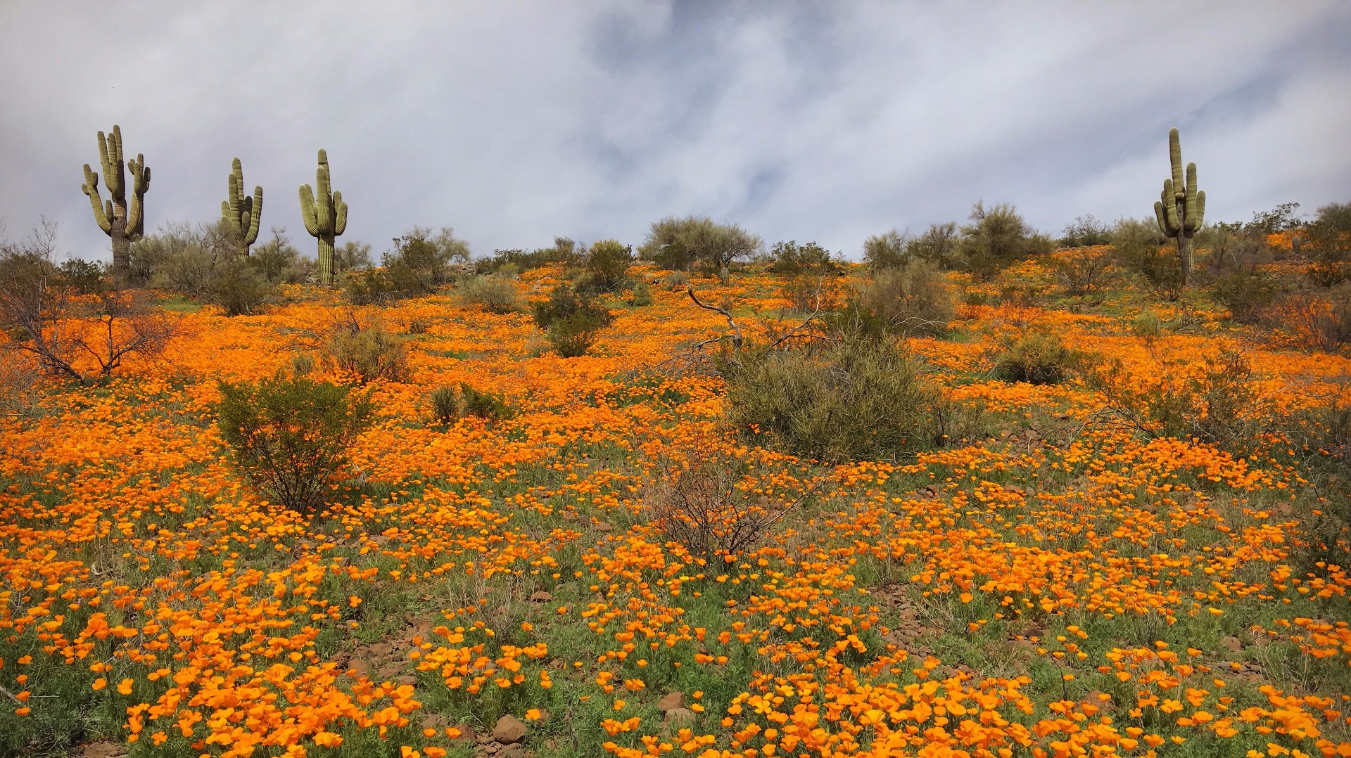 The types of wildflowers you'll see on Arizona hikes | 12news.com