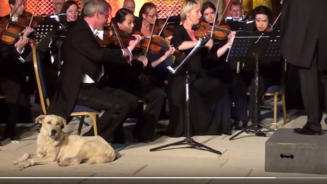Dog interrupts symphony performance, crowd goes wild | 12news.com