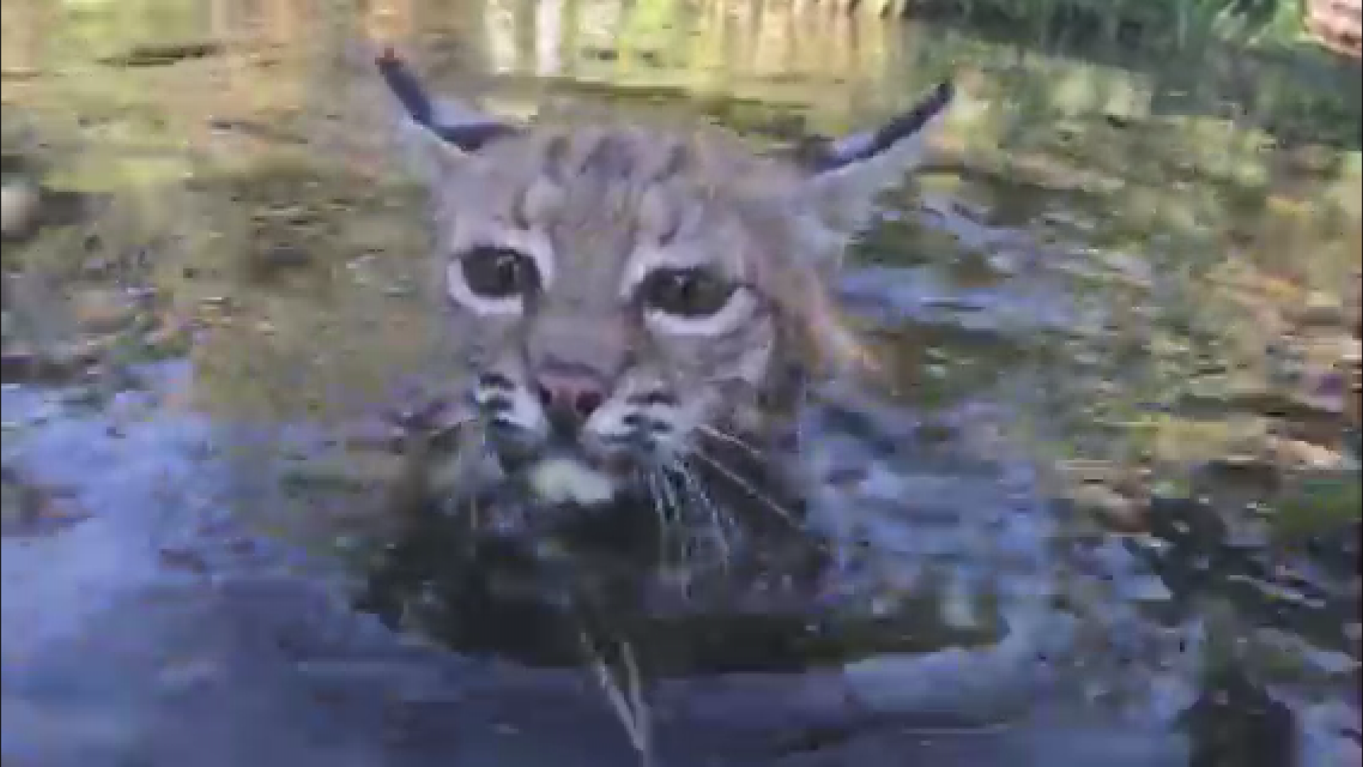 12news.com | Orphaned bobcat has the perfect way to stay cool for the ...