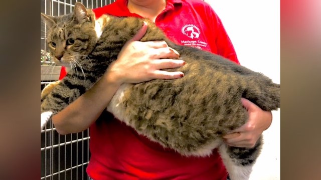 'Loveable' 30-pound cat finds a home | 12news.com