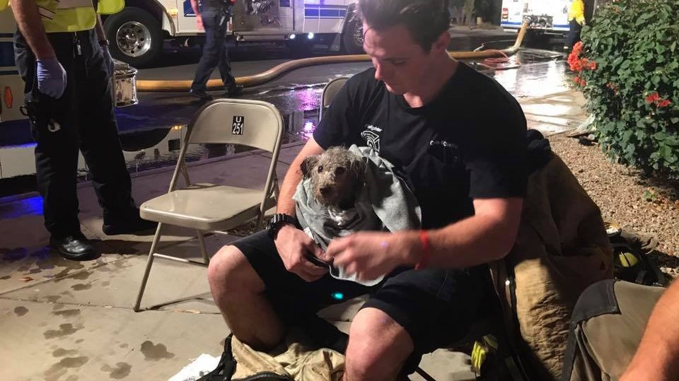 Firefighters rescue little dog from Gilbert house fire | 12news.com