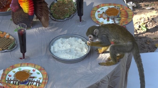 Squirrel monkeys enjoy a Thanksgiving meal at the Phoenix Zoo | 12news.com